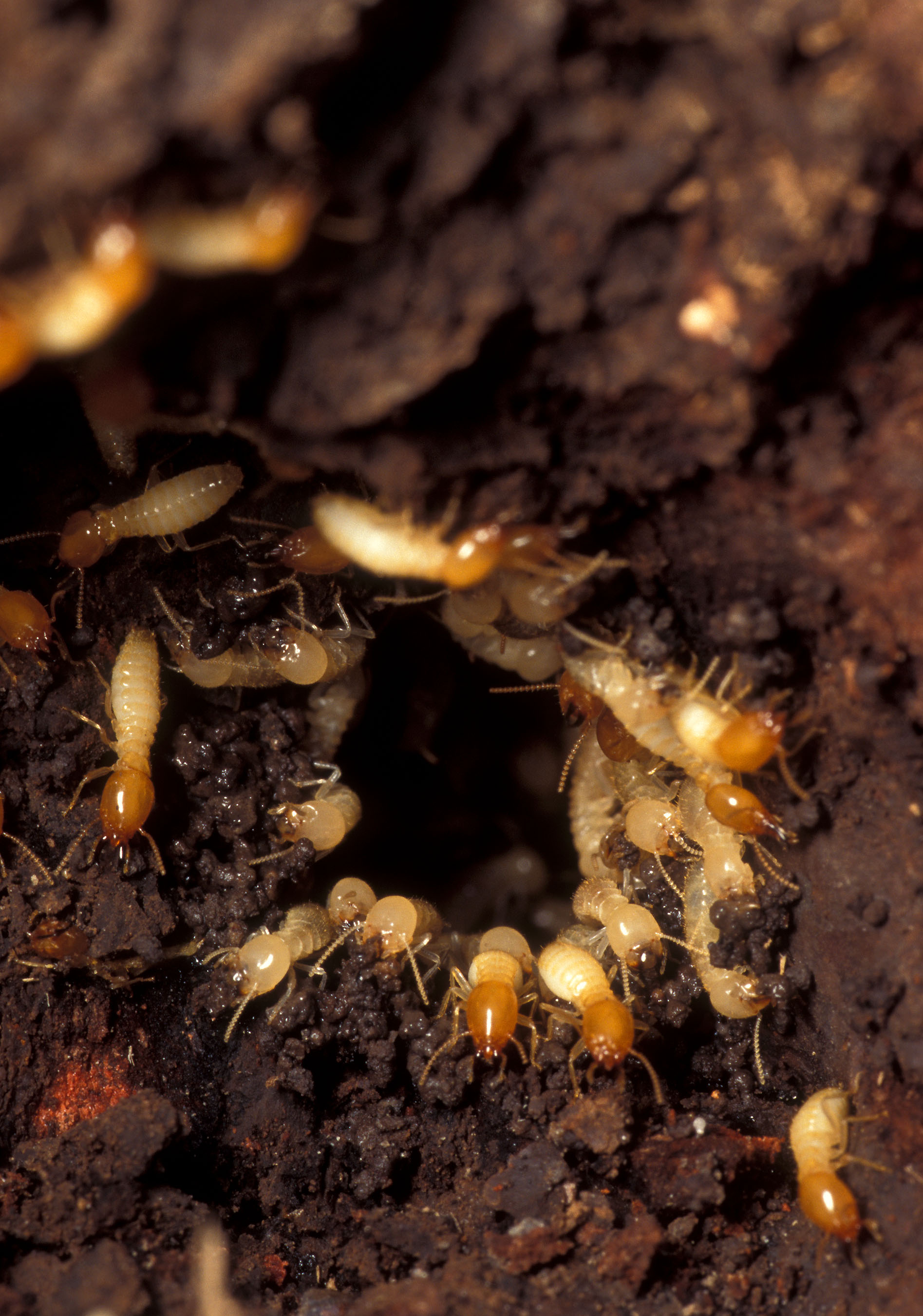 Interesting Facts About Termites – Living, Learning and Letting Go