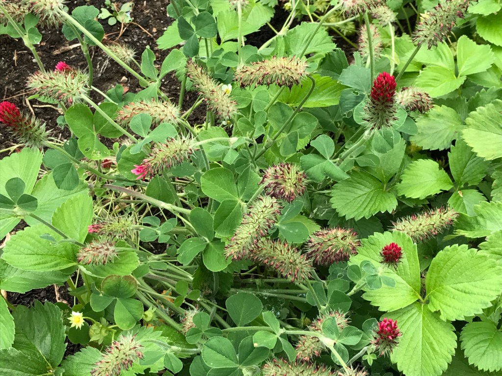 Red Clover: Under the Microscope – Living, Learning and Letting Go