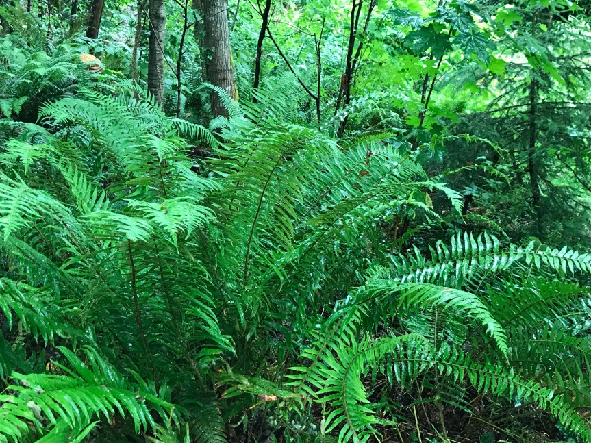 Interesting Facts about Ferns – Living, Learning and Letting Go